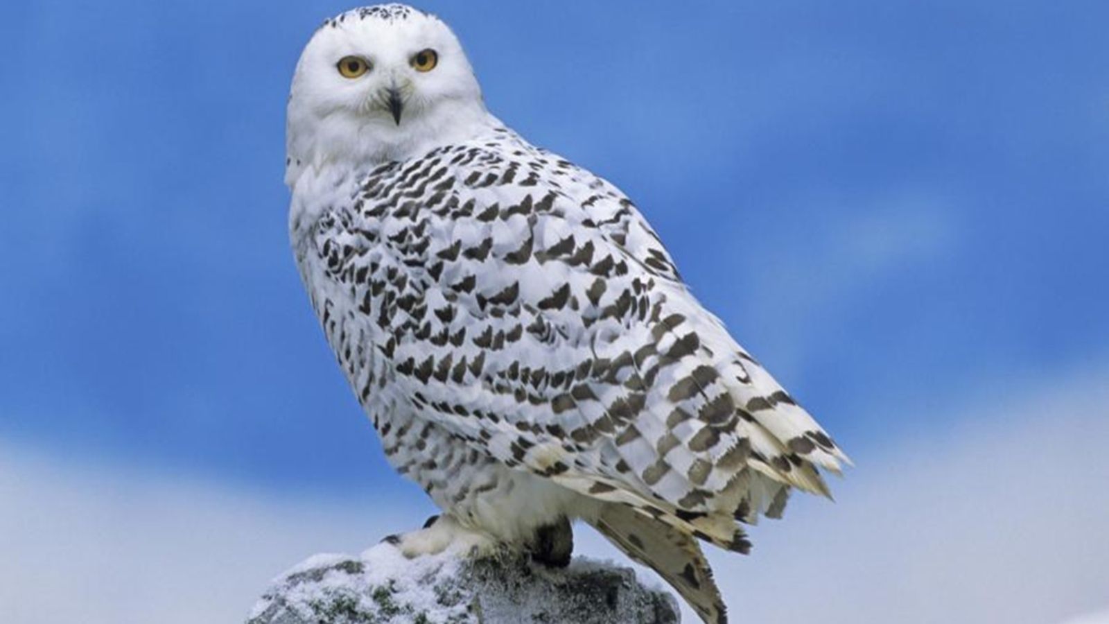 CHOUETTE HARFANG DES NEIGES